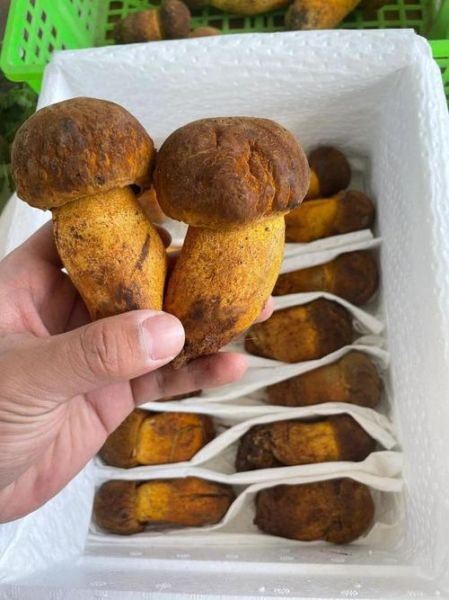 黄牛肝菌怎么挑选_黄牛肝菌多少钱一斤-第3张图片-山城妙识