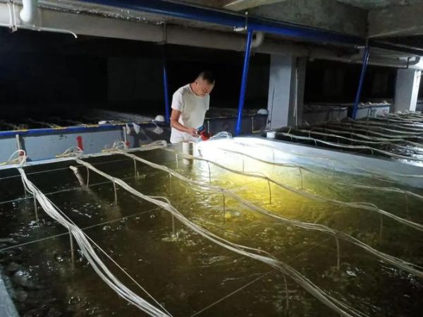 东风螺养殖技术_东风螺养殖常见问题-第1张图片-山城妙识