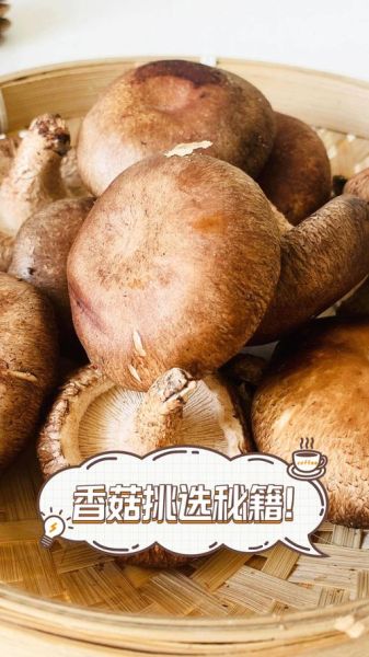 香菇图片大全_如何挑选优质香菇-第2张图片-山城妙识