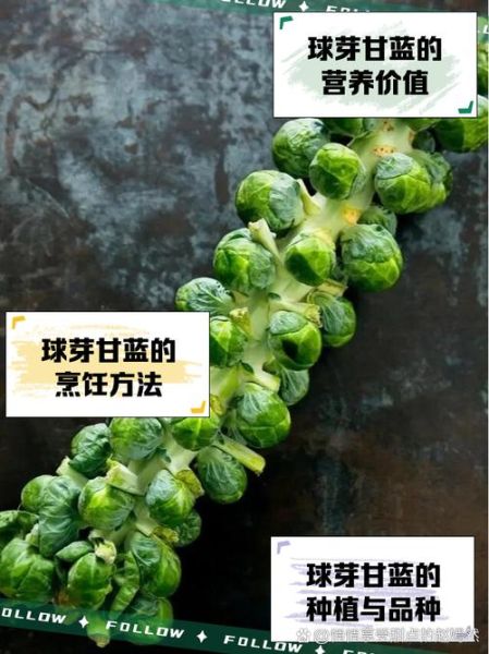 甘蓝菜的营养价值及功效_甘蓝菜怎么吃最营养-第2张图片-山城妙识 甘蓝菜的营养价值及功效_甘蓝菜怎么吃最营养-第2张图片-山城妙识