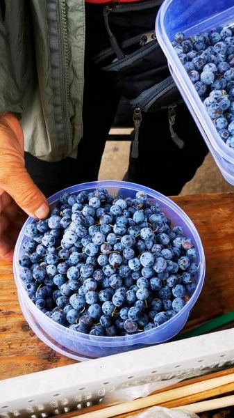 野生蓝莓的功效与作用_野生蓝莓怎么吃效果最好-第3张图片-山城妙识 野生蓝莓的功效与作用_野生蓝莓怎么吃效果最好-第3张图片-山城妙识