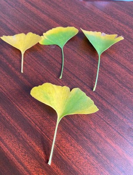 银杏树叶子像什么_银杏叶什么时候变黄-第3张图片-山城妙识 银杏树叶子像什么_银杏叶什么时候变黄-第3张图片-山城妙识