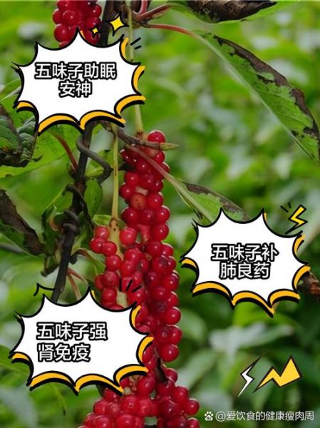 女人喝五味子有什么好处_五味子对女性的功效与作用-第2张图片-山城妙识 女人喝五味子有什么好处_五味子对女性的功效与作用-第2张图片-山城妙识