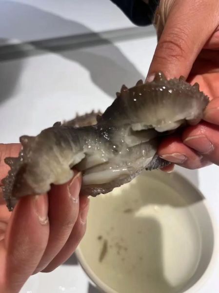 海参价格多少钱一斤_海参为什么这么贵-第3张图片-山城妙识