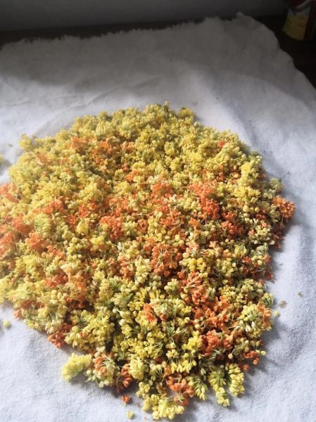 桂花怎么保存不变色_桂花保存方法-第2张图片-山城妙识