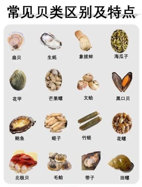 贝壳类海鲜有哪些_怎么区分常见品种-第2张图片-山城妙识 贝壳类海鲜有哪些_怎么区分常见品种-第2张图片-山城妙识