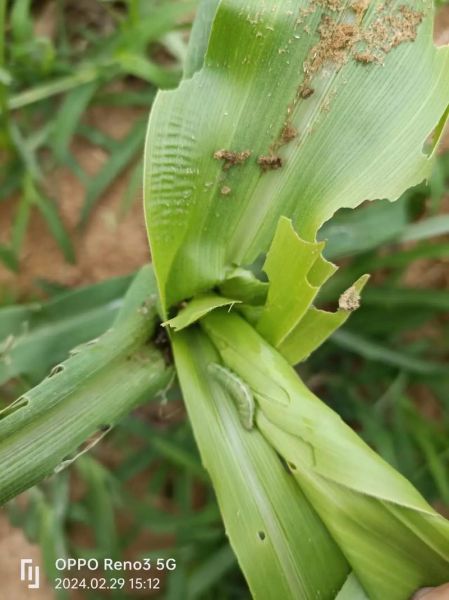 甜菜夜蛾幼虫怎么防治_甜菜夜蛾幼虫危害症状-第1张图片-山城妙识 甜菜夜蛾幼虫怎么防治_甜菜夜蛾幼虫危害症状-第1张图片-山城妙识