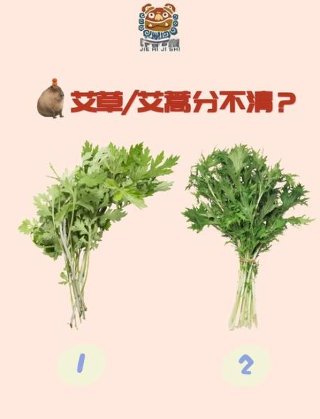 蒿子和艾草图片区分_怎么一眼看出区别-第1张图片-山城妙识 蒿子和艾草图片区分_怎么一眼看出区别-第1张图片-山城妙识