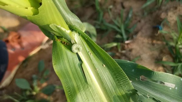 甜菜夜蛾幼虫怎么防治_甜菜夜蛾幼虫危害症状-第2张图片-山城妙识 甜菜夜蛾幼虫怎么防治_甜菜夜蛾幼虫危害症状-第2张图片-山城妙识