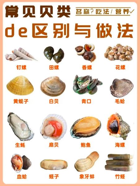 贝壳类海鲜有哪些_怎么区分常见品种-第3张图片-山城妙识 贝壳类海鲜有哪些_怎么区分常见品种-第3张图片-山城妙识