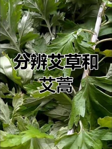 蒿子和艾草图片区分_怎么一眼看出区别-第2张图片-山城妙识 蒿子和艾草图片区分_怎么一眼看出区别-第2张图片-山城妙识