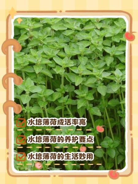 喝薄荷水有什么好处_喝薄荷水的禁忌有哪些-第1张图片-山城妙识 喝薄荷水有什么好处_喝薄荷水的禁忌有哪些-第1张图片-山城妙识