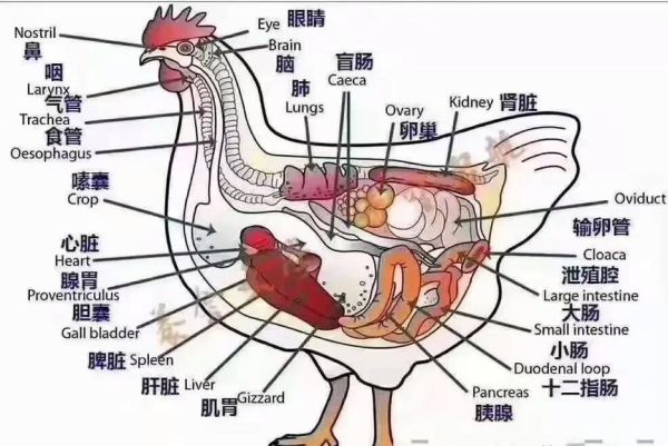 禽病症状识别_禽病防治方法-第2张图片-山城妙识 禽病症状识别_禽病防治方法-第2张图片-山城妙识