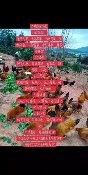 禽病症状识别_禽病防治方法-第3张图片-山城妙识 禽病症状识别_禽病防治方法-第3张图片-山城妙识