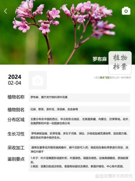 罗布麻片副作用有哪些_吃多久会出现不良反应-第2张图片-山城妙识 罗布麻片副作用有哪些_吃多久会出现不良反应-第2张图片-山城妙识