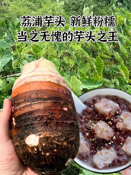荔浦芋头多少钱一斤_正宗荔浦芋头价格行情-第2张图片-山城妙识