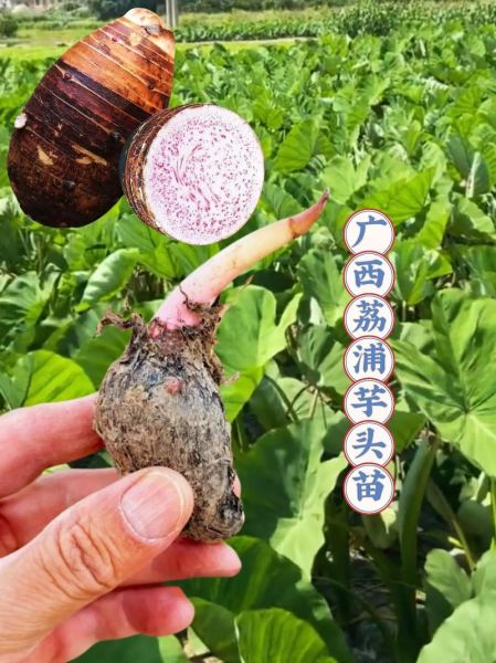 荔浦芋头多少钱一斤_正宗荔浦芋头价格行情-第3张图片-山城妙识
