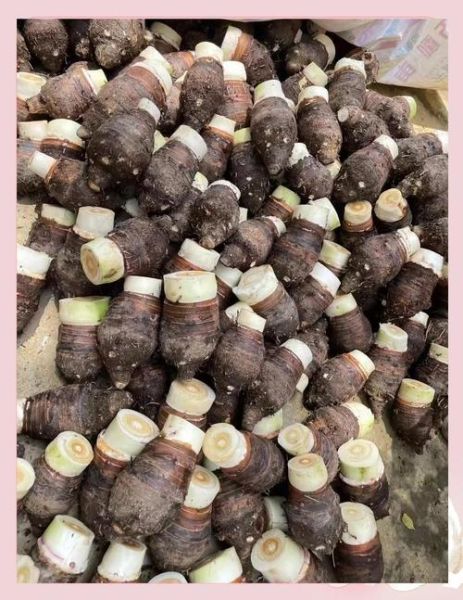 荔浦芋头多少钱一斤_正宗荔浦芋头价格行情-第1张图片-山城妙识