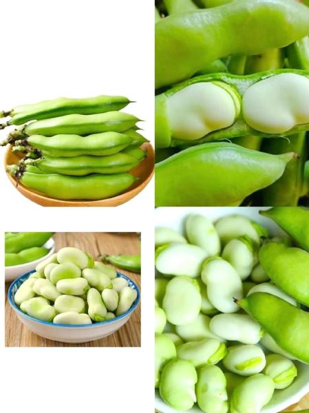 蚕豆图片大全大图_蚕豆实物图片怎么拍-第2张图片-山城妙识 蚕豆图片大全大图_蚕豆实物图片怎么拍-第2张图片-山城妙识