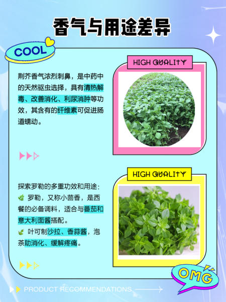 河南荆芥学名是什么_河南荆芥和罗勒区别-第1张图片-山城妙识