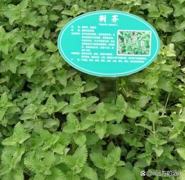 河南荆芥学名是什么_河南荆芥和罗勒区别-第3张图片-山城妙识
