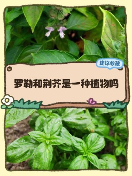 河南荆芥学名是什么_河南荆芥和罗勒区别-第2张图片-山城妙识