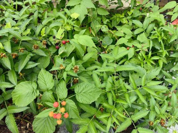 蔓越莓长什么样_蔓越莓和蓝莓的区别-第2张图片-山城妙识 蔓越莓长什么样_蔓越莓和蓝莓的区别-第2张图片-山城妙识