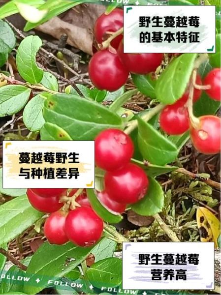 蔓越莓长什么样_蔓越莓和蓝莓的区别-第3张图片-山城妙识 蔓越莓长什么样_蔓越莓和蓝莓的区别-第3张图片-山城妙识