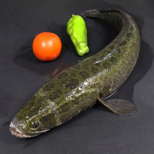 乌鱼图片大全_乌鱼长什么样-第2张图片-山城妙识