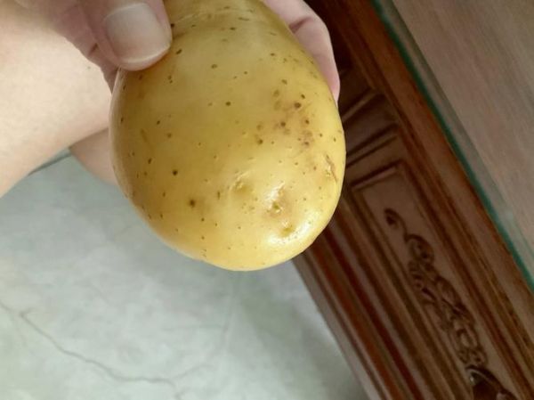 轻微发芽的土豆有毒吗_吃了会不会中毒-第2张图片-山城妙识 轻微发芽的土豆有毒吗_吃了会不会中毒-第2张图片-山城妙识