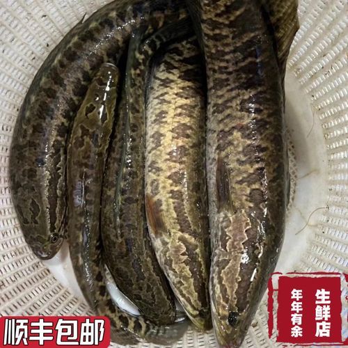 乌鱼图片大全_乌鱼长什么样-第3张图片-山城妙识