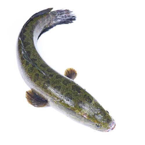 乌鱼图片大全_乌鱼长什么样-第1张图片-山城妙识