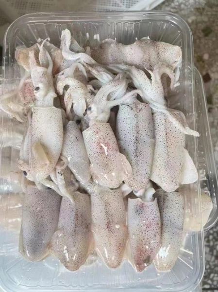 小海兔是鱿鱼吗_小海兔和鱿鱼的区别-第1张图片-山城妙识