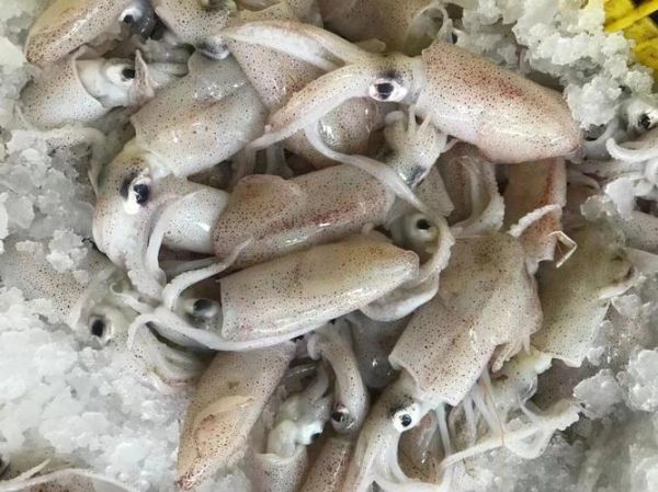 小海兔是鱿鱼吗_小海兔和鱿鱼的区别-第3张图片-山城妙识