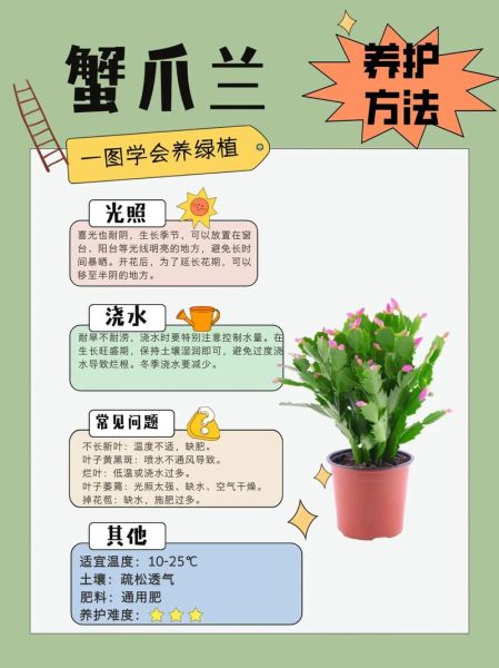 蟹爪兰怎么养_蟹爪兰盆栽注意事项-第1张图片-山城妙识