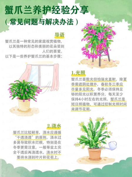 蟹爪兰怎么养_蟹爪兰盆栽注意事项-第2张图片-山城妙识