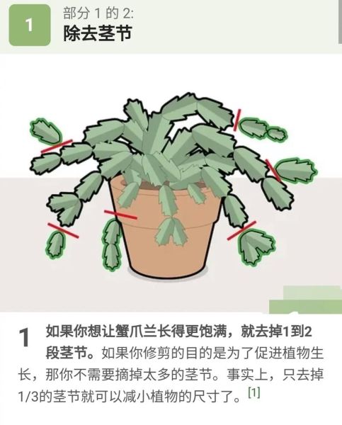 蟹爪兰怎么养_蟹爪兰盆栽注意事项-第3张图片-山城妙识