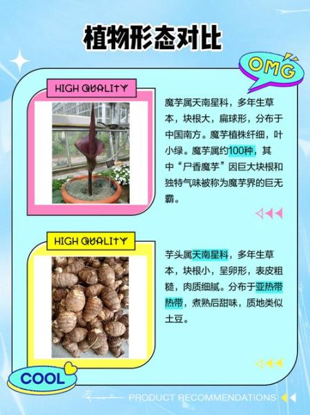 魔芋有几个品种_常见品种图片怎么区分-第1张图片-山城妙识