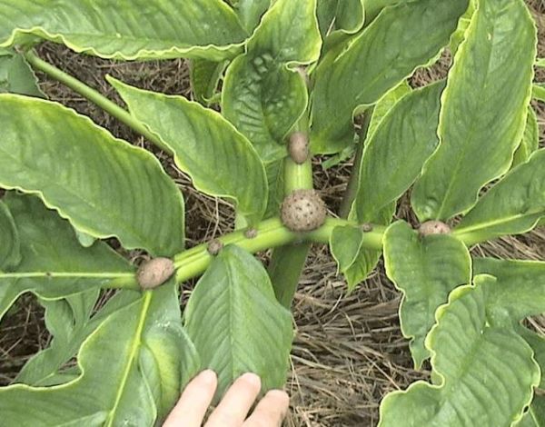 魔芋有几个品种_常见品种图片怎么区分-第3张图片-山城妙识