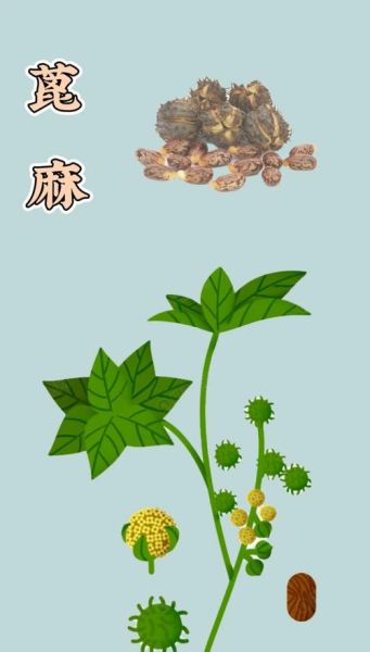 麻是什么_麻的功效与作用-第2张图片-山城妙识 麻是什么_麻的功效与作用-第2张图片-山城妙识