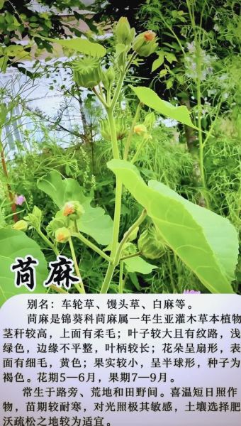 麻是什么_麻的功效与作用-第1张图片-山城妙识 麻是什么_麻的功效与作用-第1张图片-山城妙识