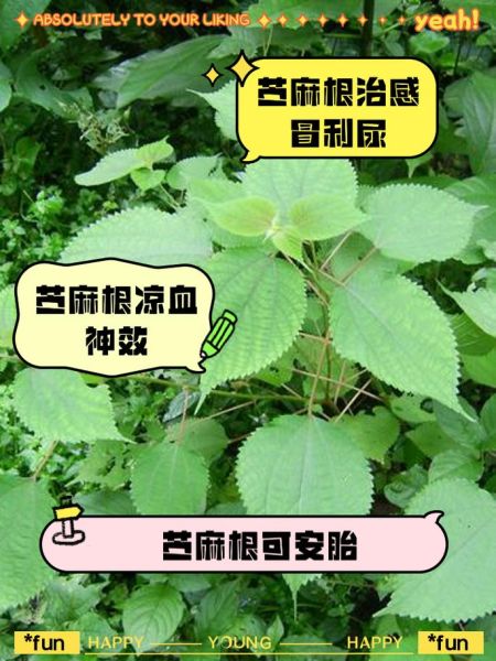 麻是什么_麻的功效与作用-第3张图片-山城妙识 麻是什么_麻的功效与作用-第3张图片-山城妙识