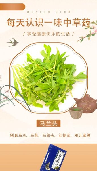 马兰头图片功效与作用_马兰头怎么吃最好-第3张图片-山城妙识