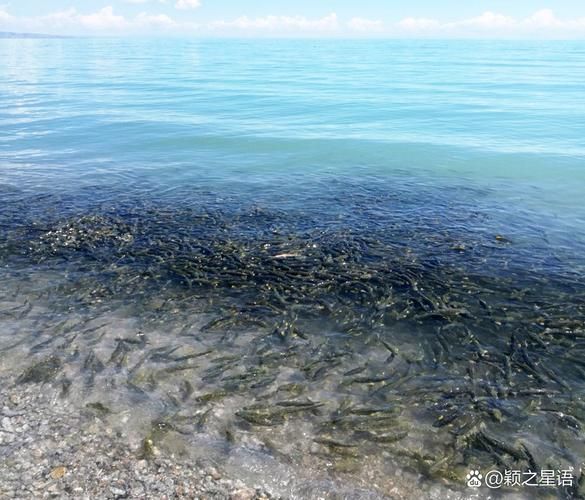 湟鱼好吃吗_青海湖裸鲤口感如何-第3张图片-山城妙识