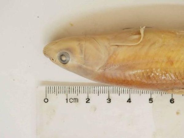 湟鱼好吃吗_青海湖裸鲤口感如何-第2张图片-山城妙识