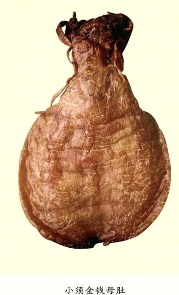 金钱鳘多少钱一斤_金钱鳘为什么这么贵-第3张图片-山城妙识 金钱鳘多少钱一斤_金钱鳘为什么这么贵-第3张图片-山城妙识