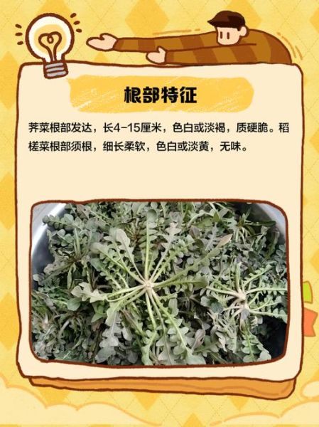假荠荠菜图片欣赏_如何辨别真假荠荠菜-第2张图片-山城妙识