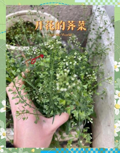 假荠荠菜图片欣赏_如何辨别真假荠荠菜-第1张图片-山城妙识
