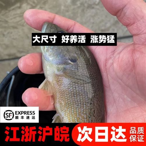 太阳鱼多少钱一斤_太阳鱼价格为什么波动大-第1张图片-山城妙识