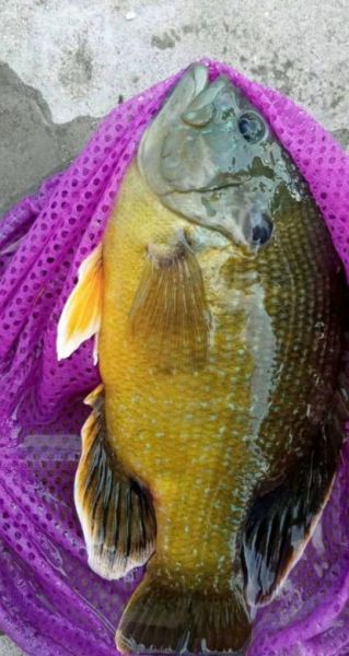 太阳鱼多少钱一斤_太阳鱼价格为什么波动大-第2张图片-山城妙识